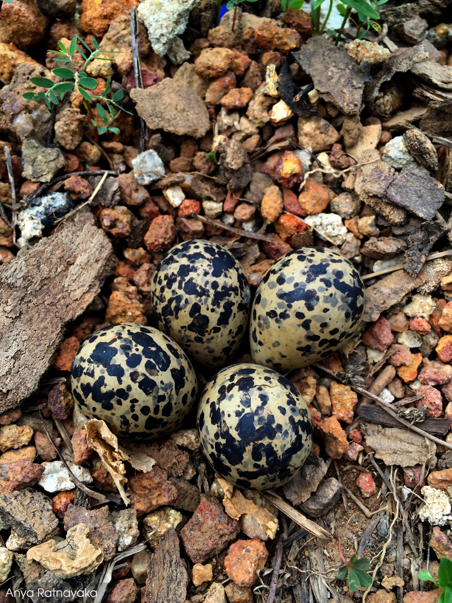 Urban Wildlife Series: Red-wattled Lapwing (Vanellus indicus) – Urban ...