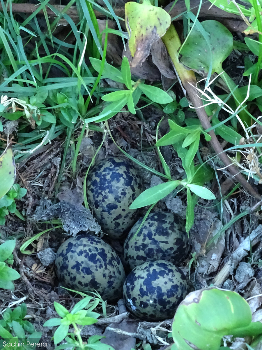 Urban Wildlife Series: Red-wattled Lapwing (Vanellus indicus) – Urban ...